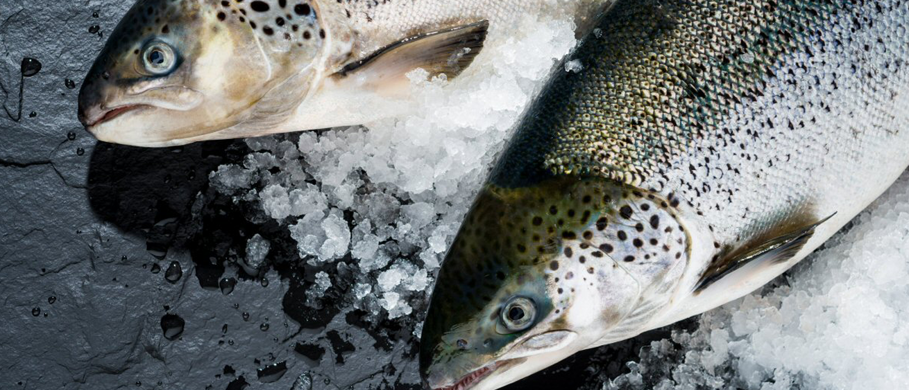 West Coast farmed and Wild Salmon - a First Nations Perspective - Blue ...