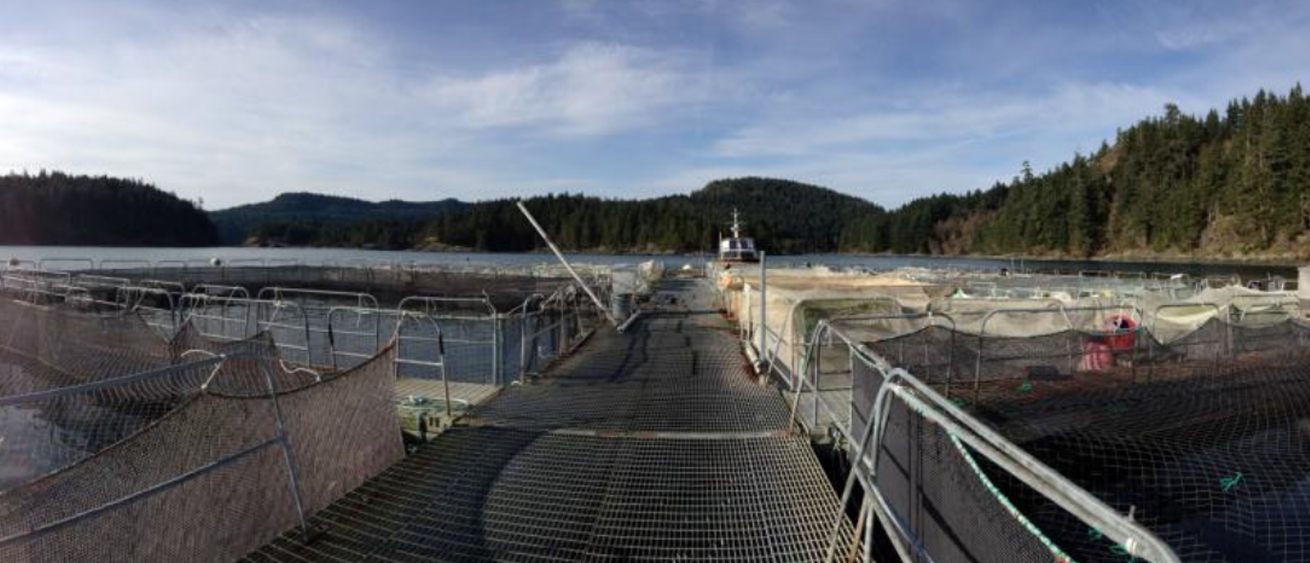 Great Lakes Native Species Return - Blue Fish Radio