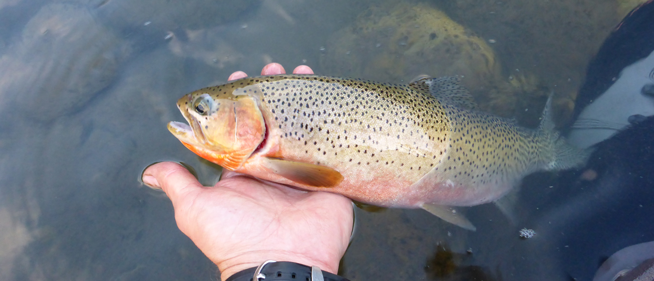 Rescuing Alberta's Native Trout - Blue Fish Radio